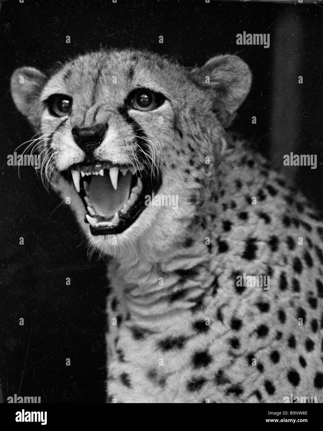 Gepard Black and White Stock Photos & Images - Alamy