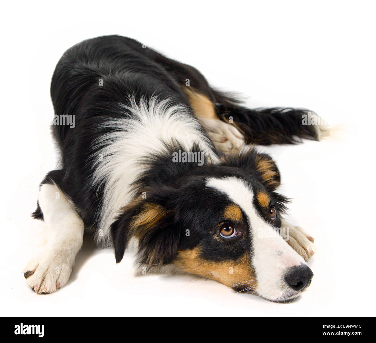 Black and white border collie dog Cut Out Stock Images & Pictures - Alamy