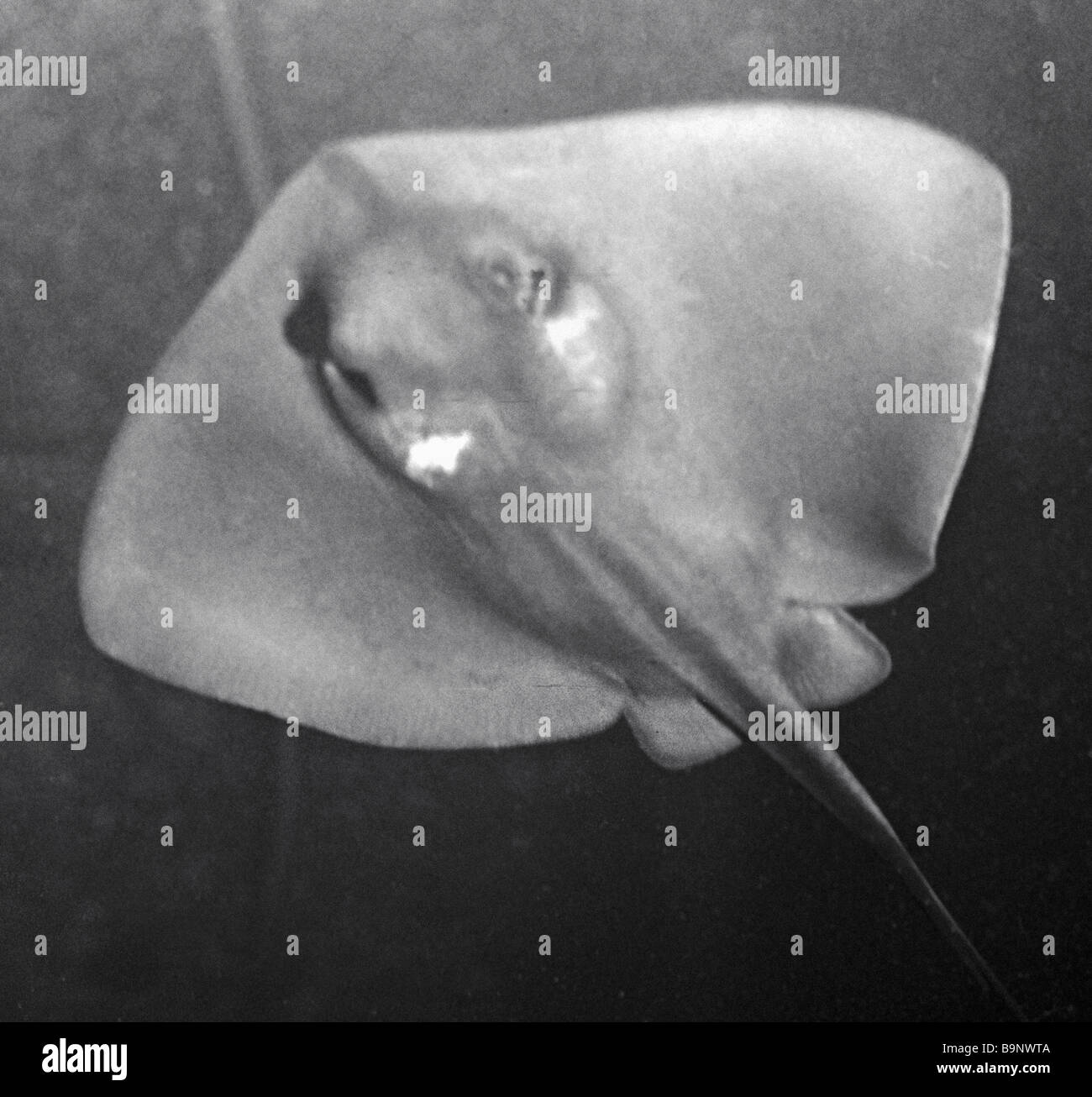 Black Sea cramp fish Stock Photo - Alamy