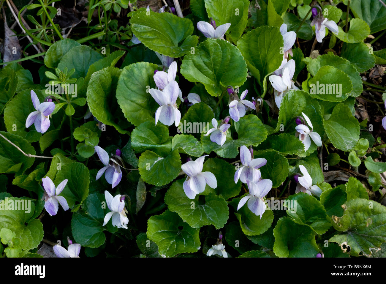 Sweet Violets Viola odorata in spring on woodland bank Dorset Stock ...