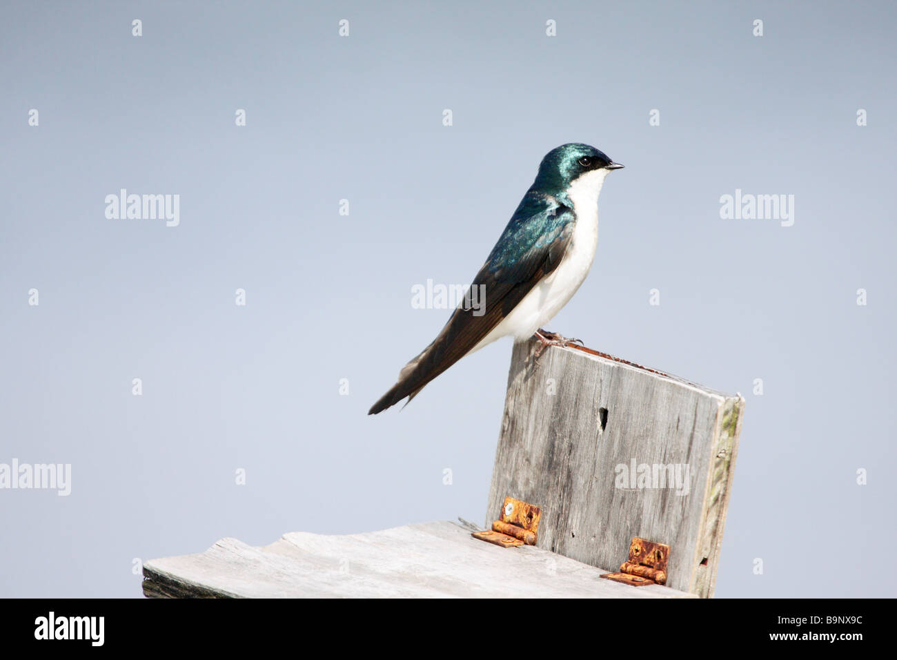 Richard swallow hi-res stock photography and images - Alamy