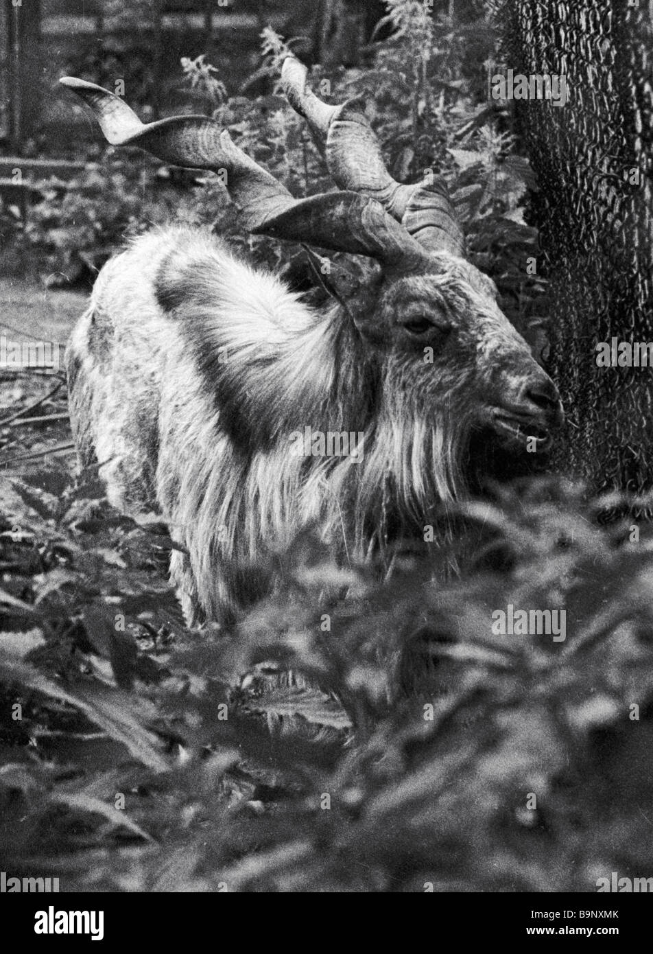 A markhor at the Moscow Zoo Stock Photo - Alamy