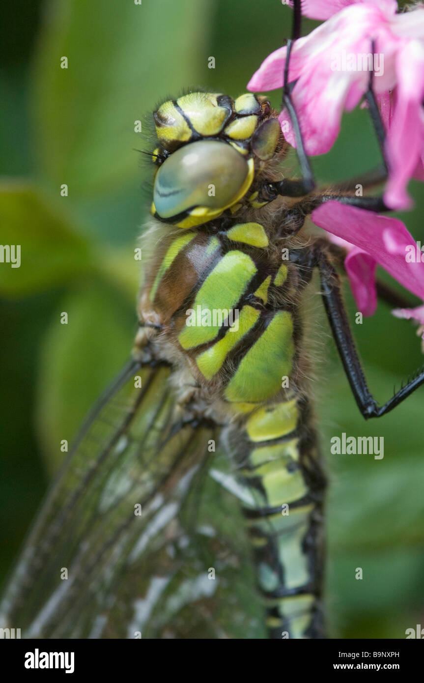 Common hawker dragonfly hi-res stock photography and images - Alamy