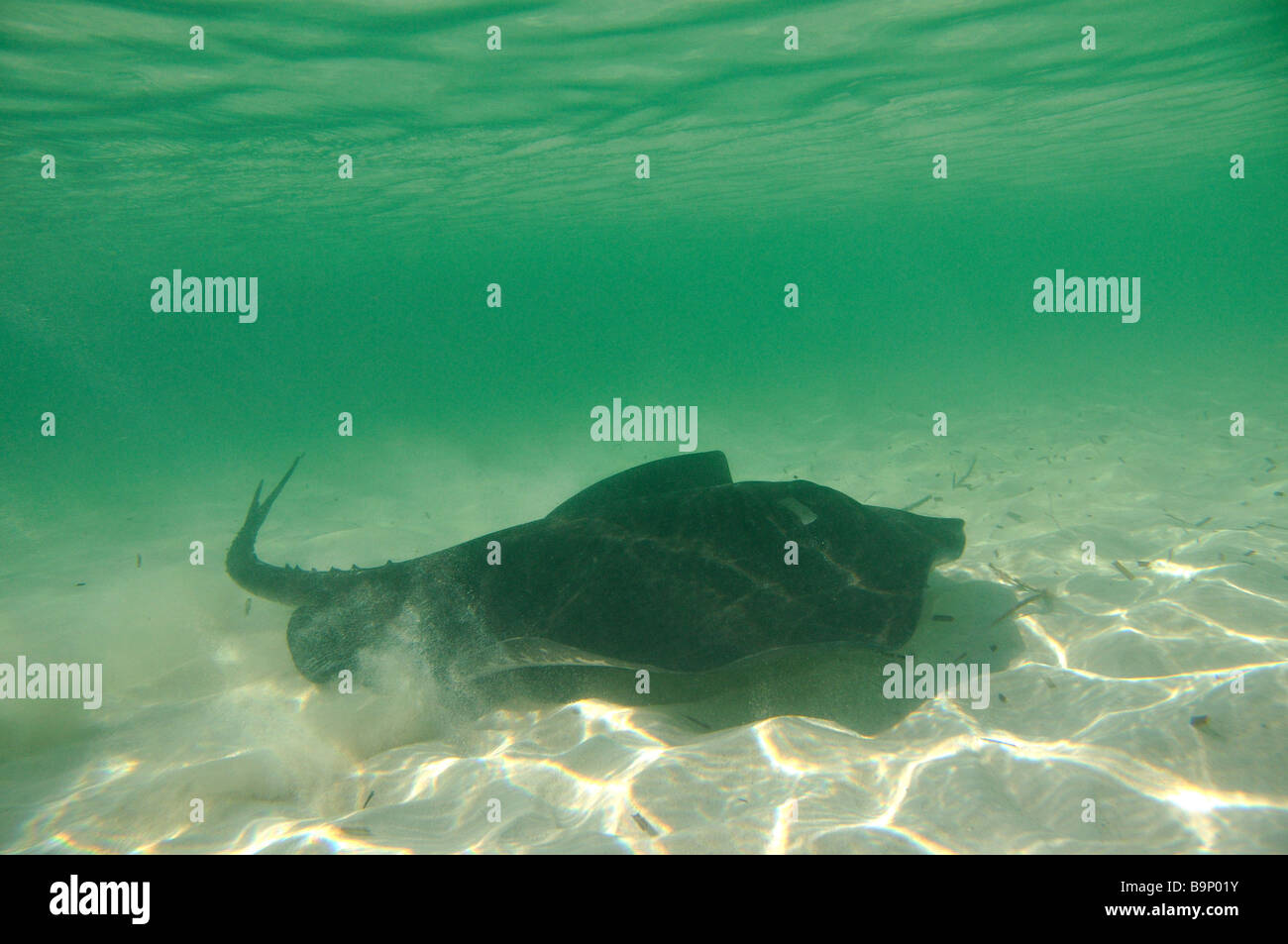 Australia stingray hi-res stock photography and images - Alamy