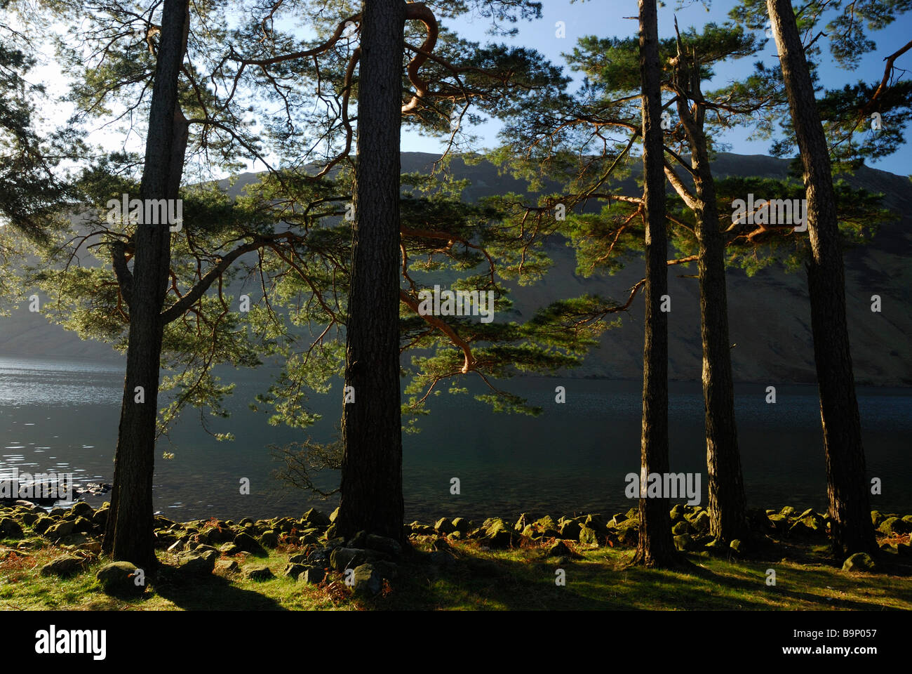 Backlit trees, Wasdale Stock Photo - Alamy