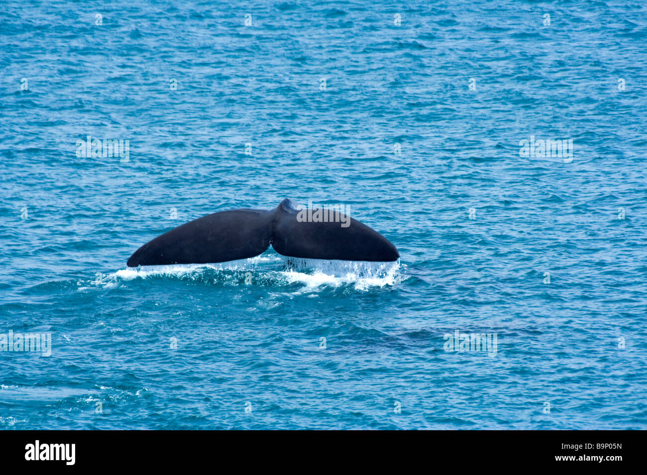 Blue whale fluke hi-res stock photography and images - Alamy