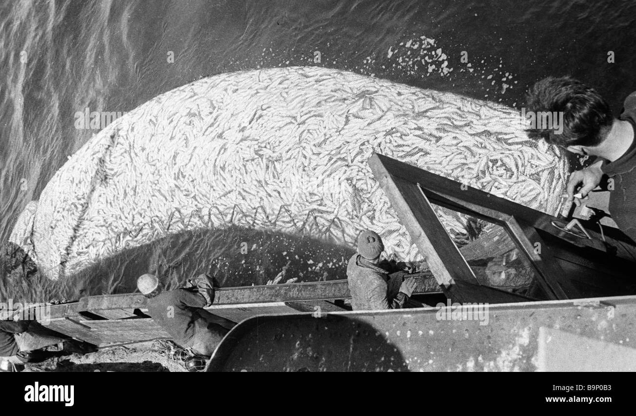Fishermen catch herring Stock Photo - Alamy