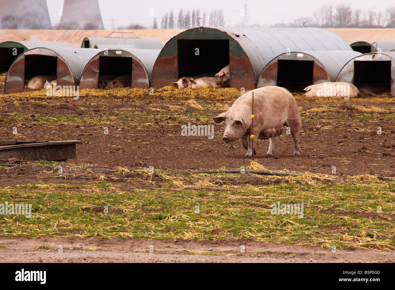 pig on an outdoor pig farm in lincolnshire Stock Photo - Alamy