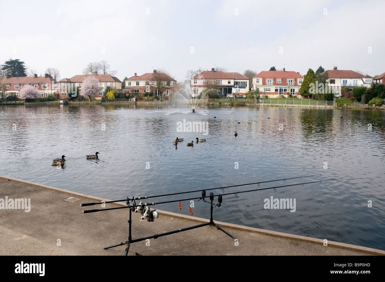 Pond view with fishing rods, ducks, residential housing, spring country ...
