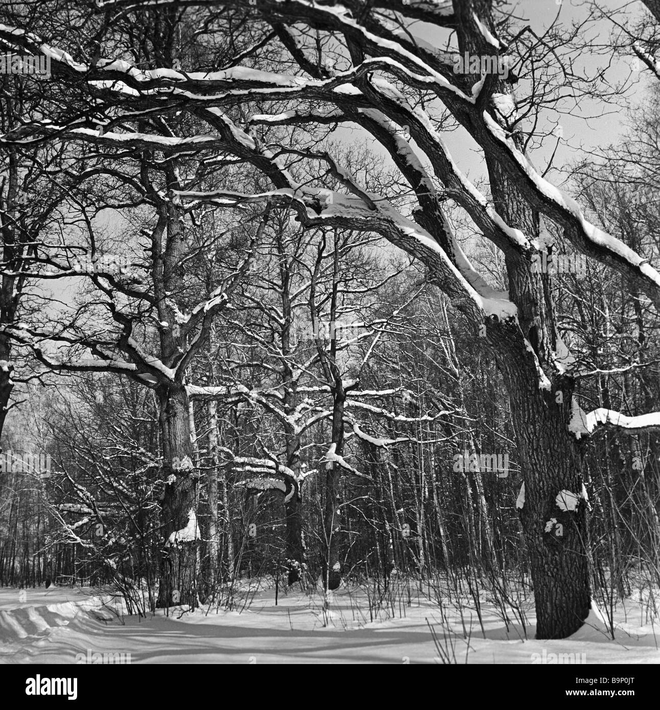 Oak tree grove in Yasnaya Polyana Stock Photo - Alamy