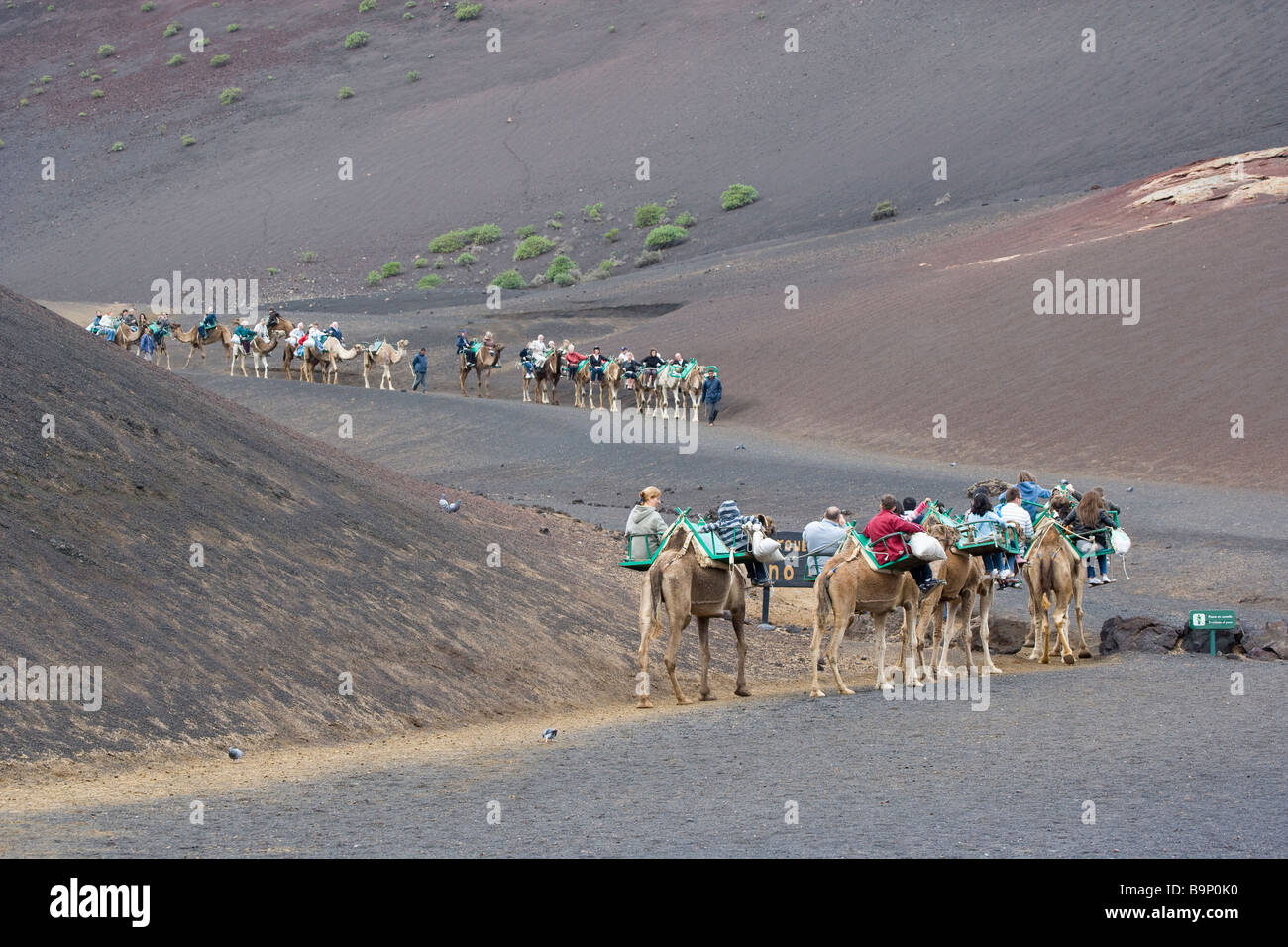 Camel Train with Tourist Stock Photo - Alamy