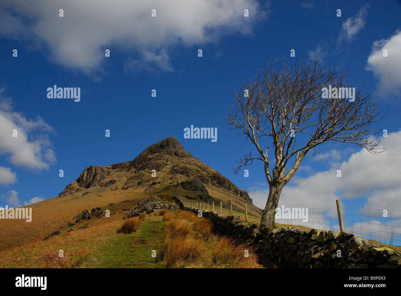 Lone Tree, Yewbarrow, Wasdale Stock Photo - Alamy