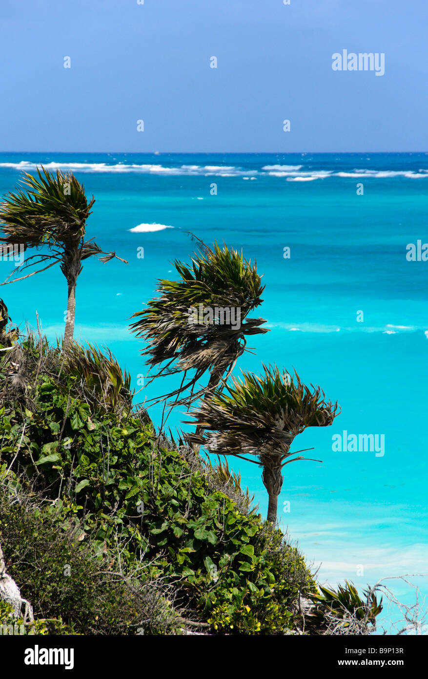 Mexico Yucatan 2009 Tulum Palm trees and sea Stock Photo - Alamy