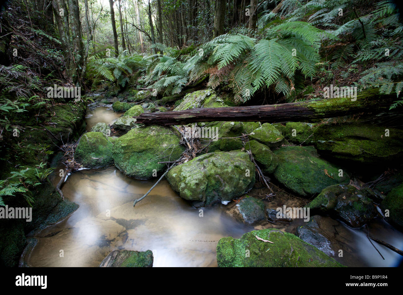 Sub rainforest hi-res stock photography and images - Alamy