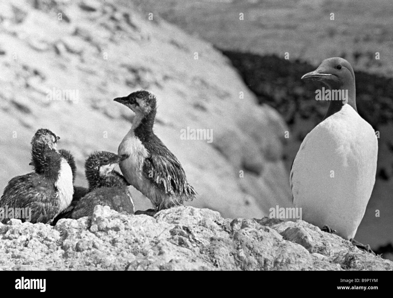 Guillemot a nest on a cliff on the Tyuleny Island Stock Photo - Alamy