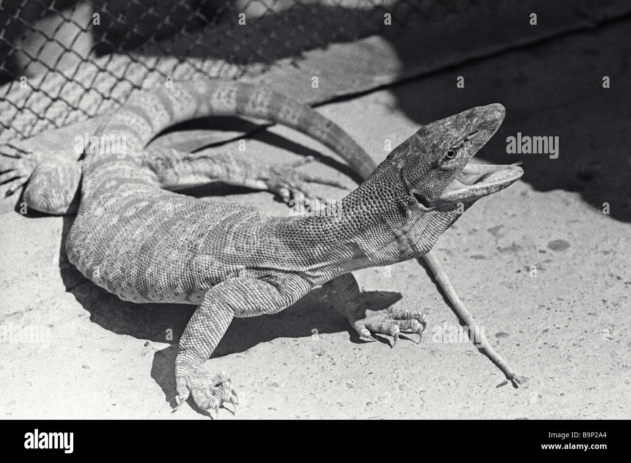 A central Asian varan Stock Photo - Alamy
