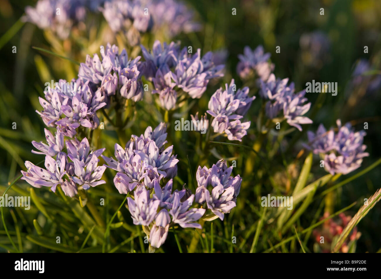 Spring Squill Scilla Verna Wales High Resolution Stock Photography and ...