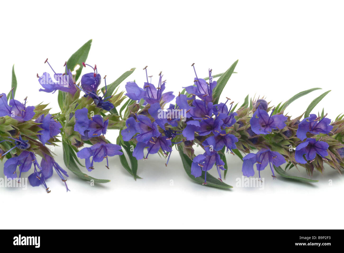 Hyssop hi-res stock photography and images - Alamy