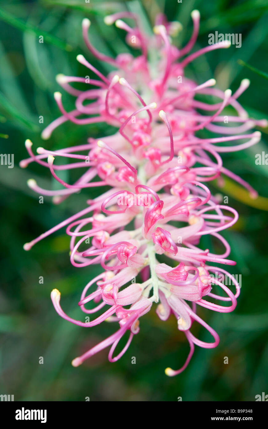 Australian pink flowering shrub hi-res stock photography and images - Alamy