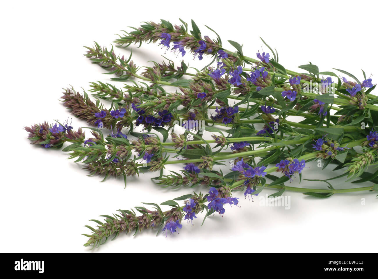 Medicinal plant Ysop Hyssop Hyssopus officinalis Stock Photo - Alamy
