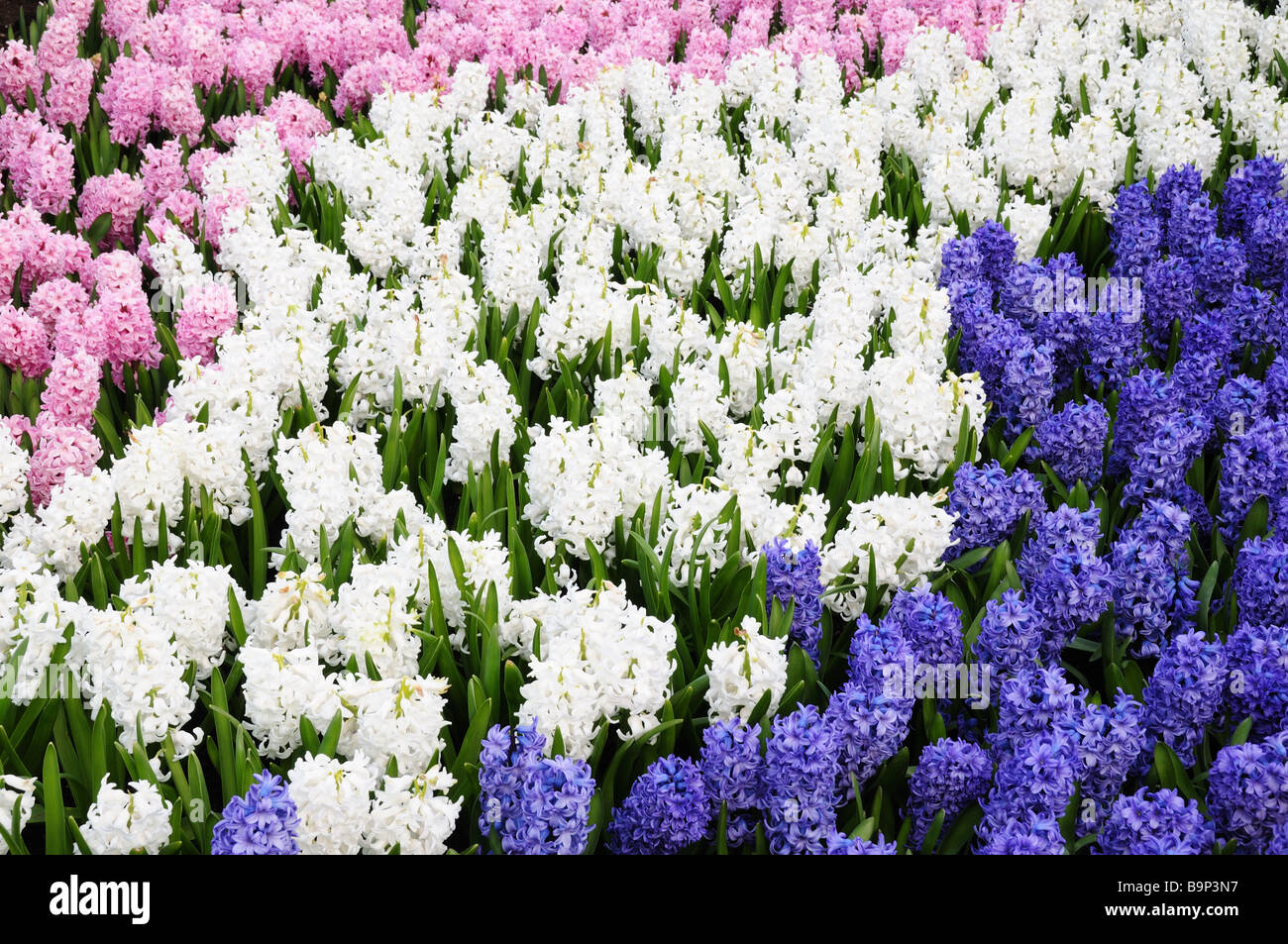 Hyacinths Hyacinthus orientalis Stock Photo - Alamy