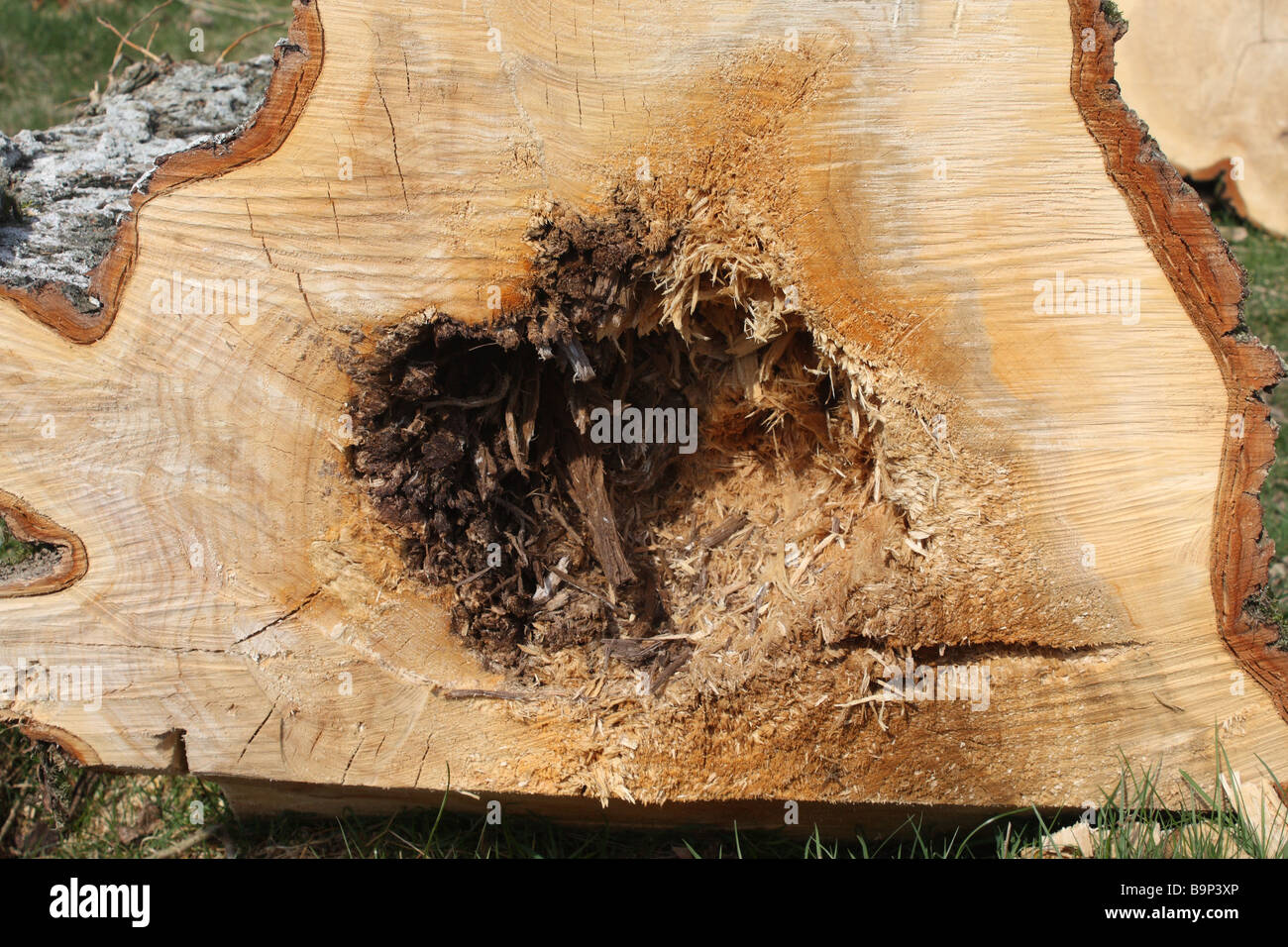 Rotten Poplar Tree Trunk Stock Photo - Alamy