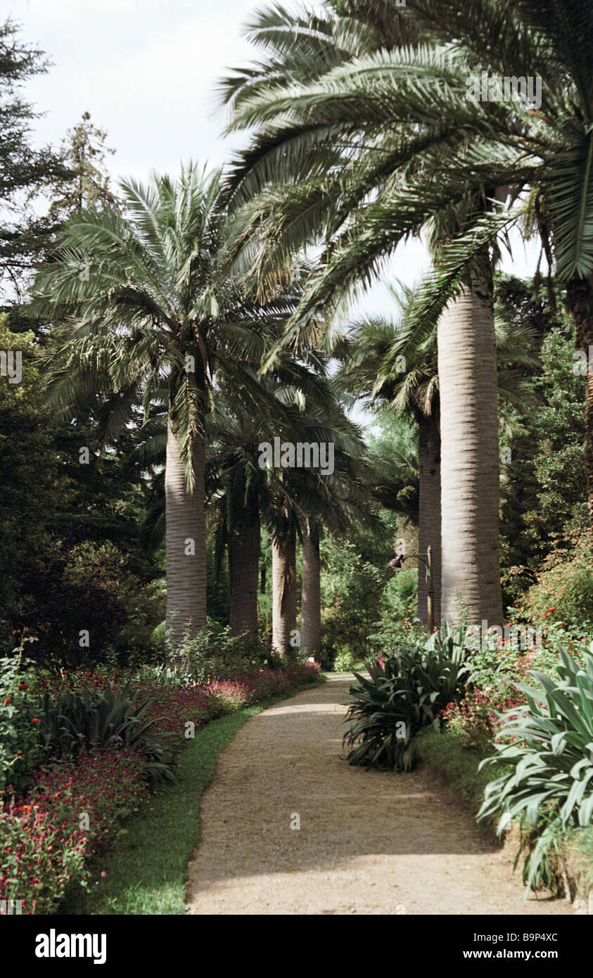 Path lined with giant palm trees in an arboretum in Sukhumi Stock Photo ...