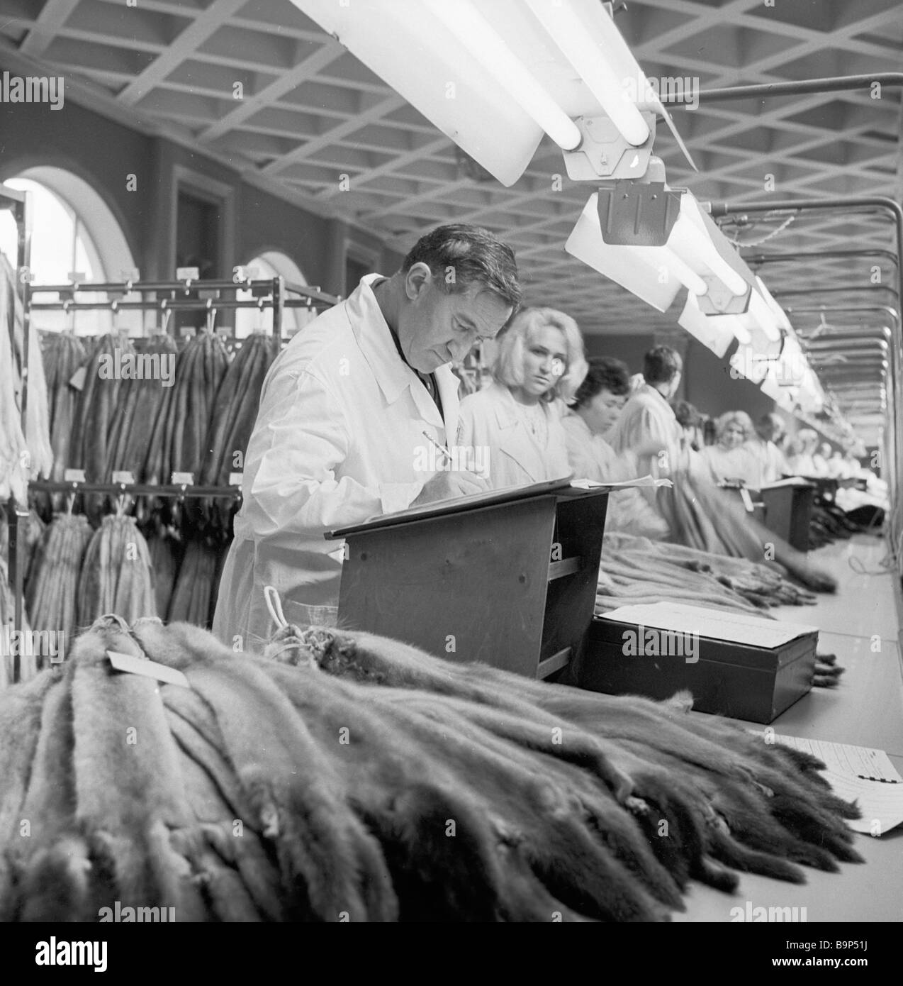 Fur factory worker selecting Siberian mink hides for fur auction ...