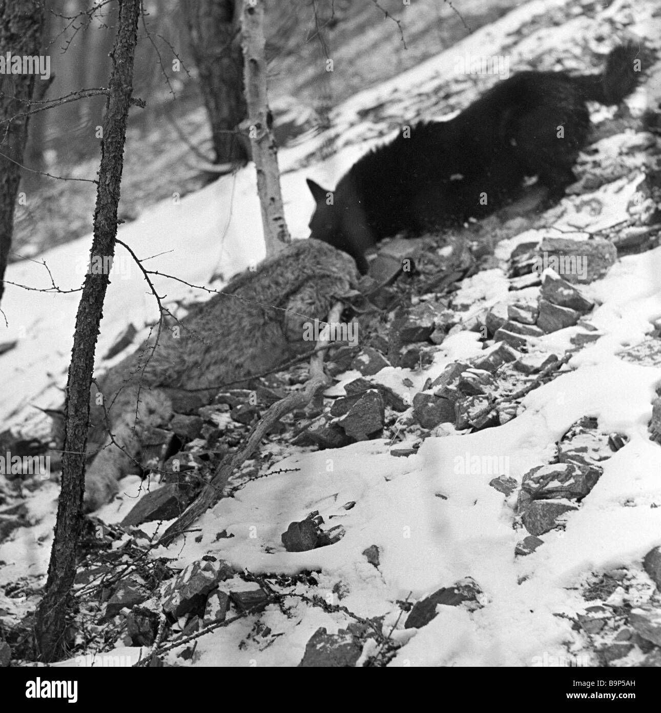 Dog waits for hunter near dead lynx Stock Photo - Alamy