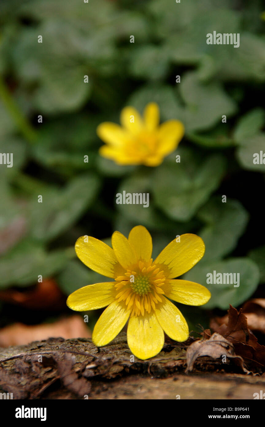 Ranunculus ficaria - lesser celandine Stock Photo - Alamy