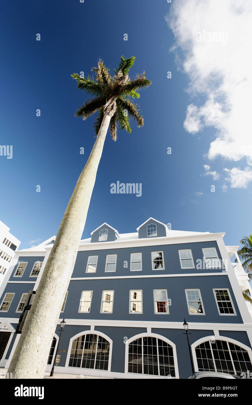 Bermuda palm hi-res stock photography and images - Alamy