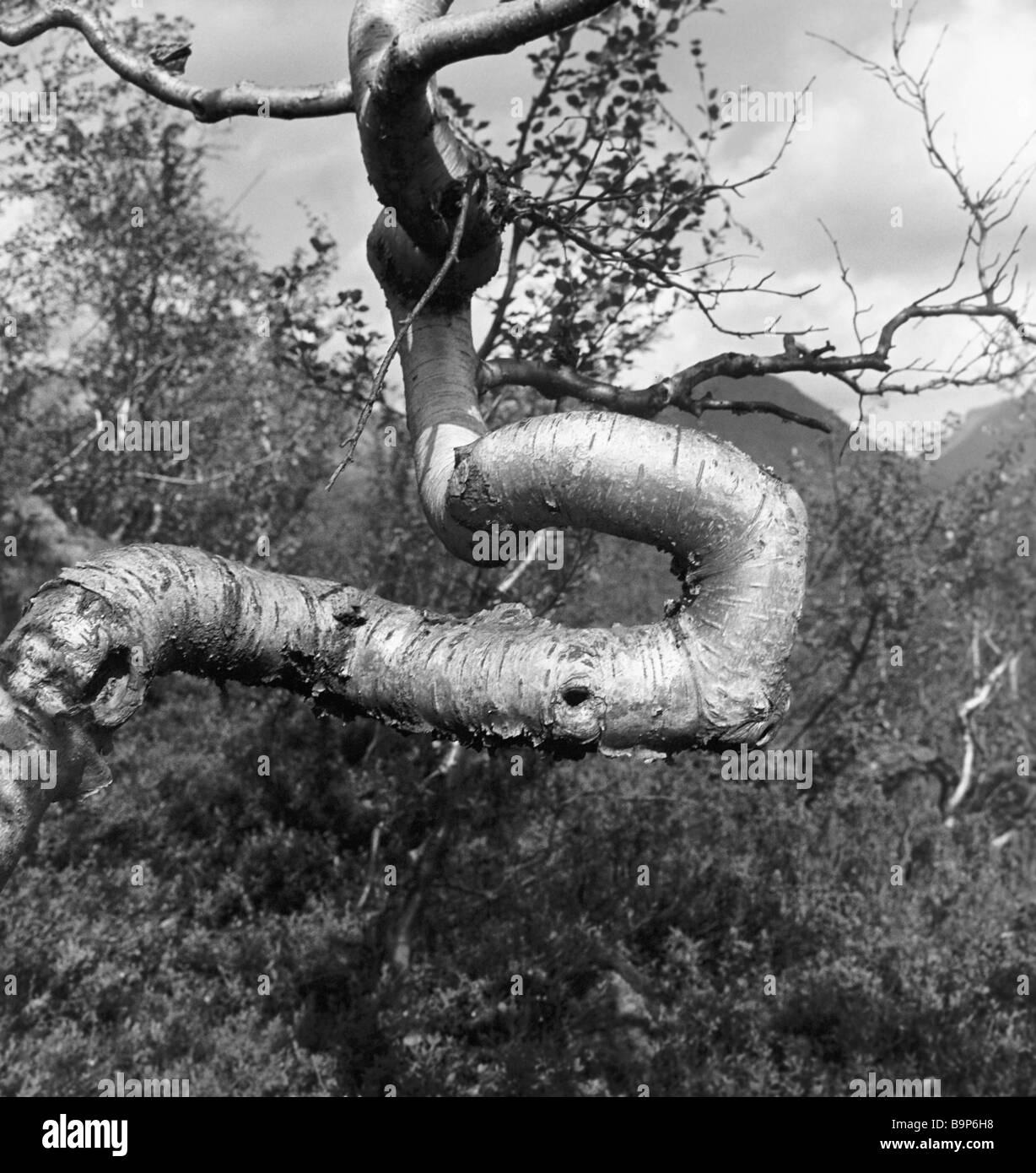 Cold wind has gnarled this birch tree in the Polar Alpine Botanical ...