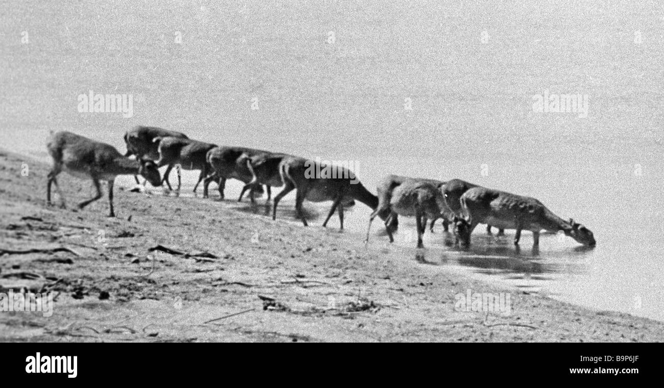 Watering saiga antelope Stock Photo - Alamy