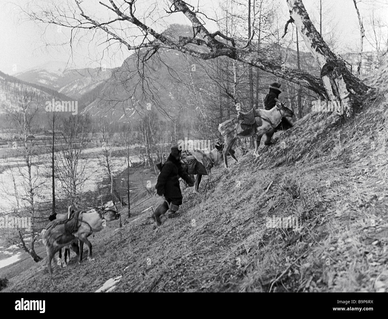 Siberian hunters with their loaded reindeer are climbing a steep hill ...