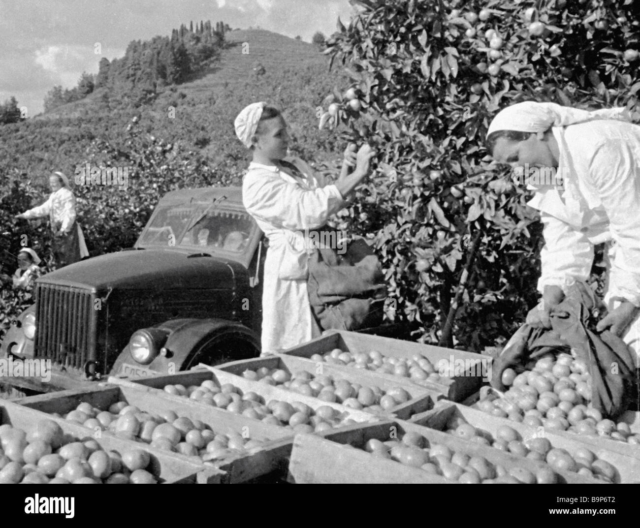 Gathering mandarins at Ilyich state farm Stock Photo - Alamy