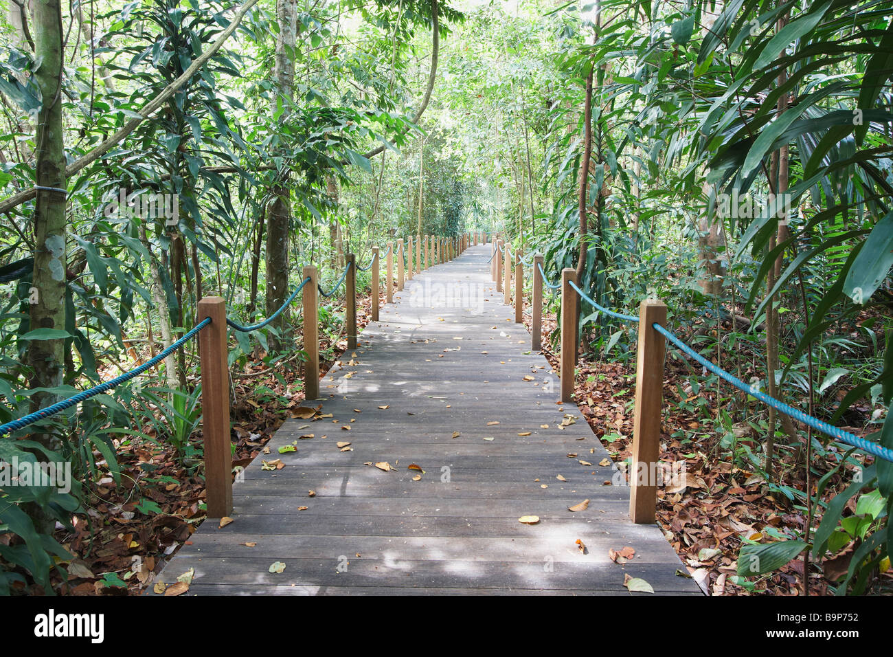 Rain tree singapore botanic gardens hi-res stock photography and images ...