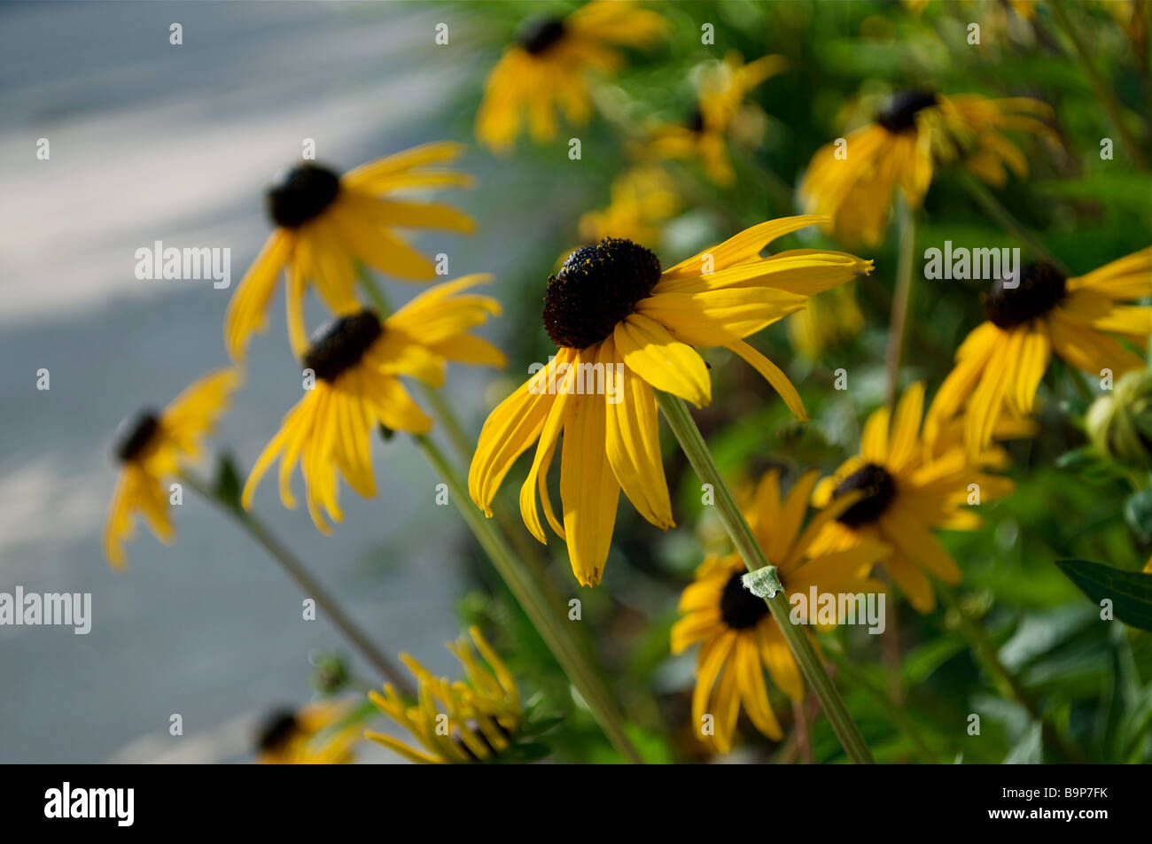 Black-Eyed Susan Profile Stock Photo - Alamy
