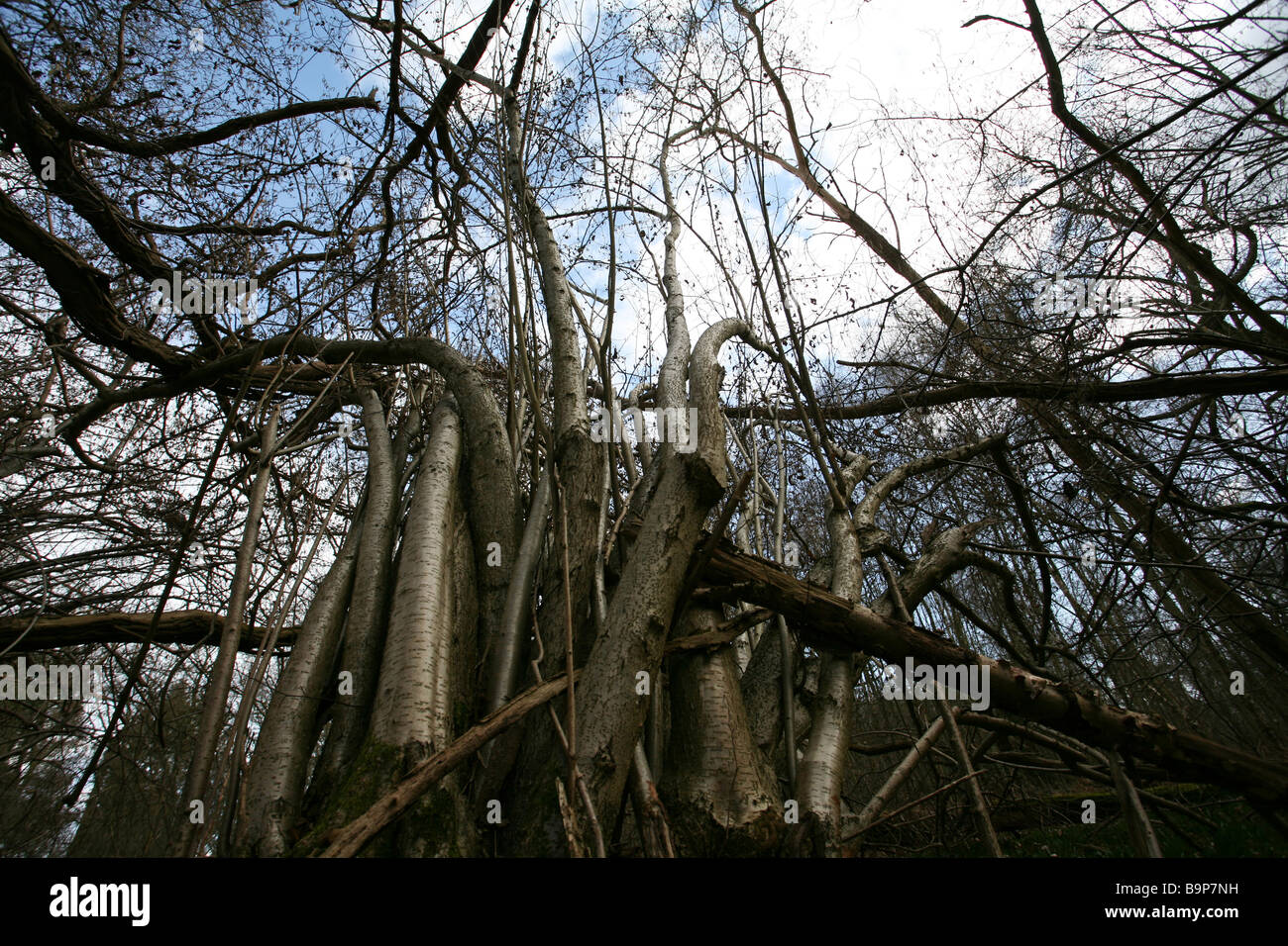 Hazel branches hi-res stock photography and images - Alamy