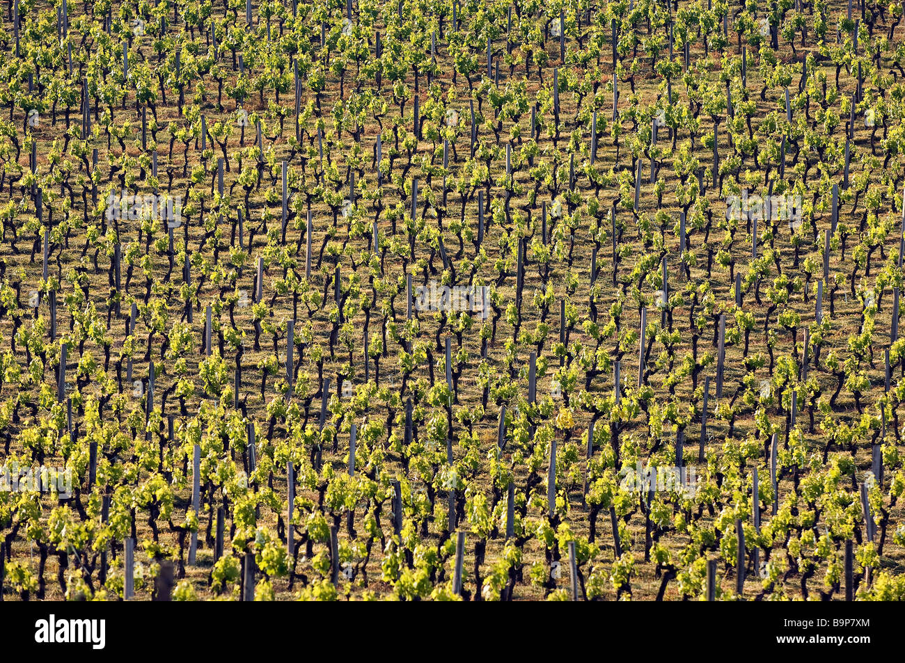Fronsac hi-res stock photography and images - Alamy