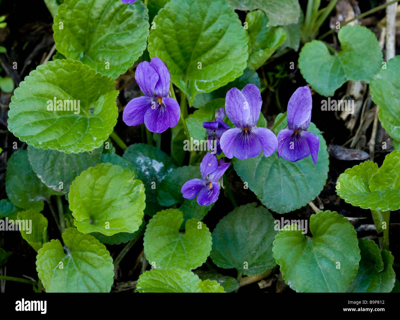 Sweet Violets Viola odorata in spring on woodland bank Dorset Stock ...