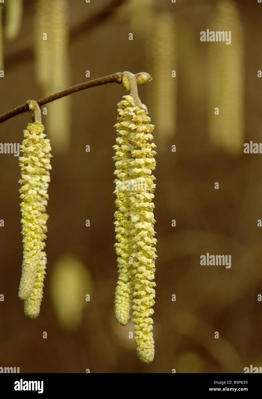 Corylus avellana catkin hi-res stock photography and images - Alamy