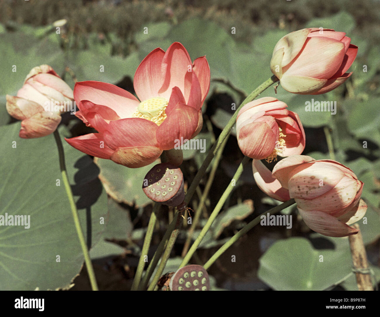 Pink lotuses growing in the Astrakhan reserve Volga river delta Stock ...