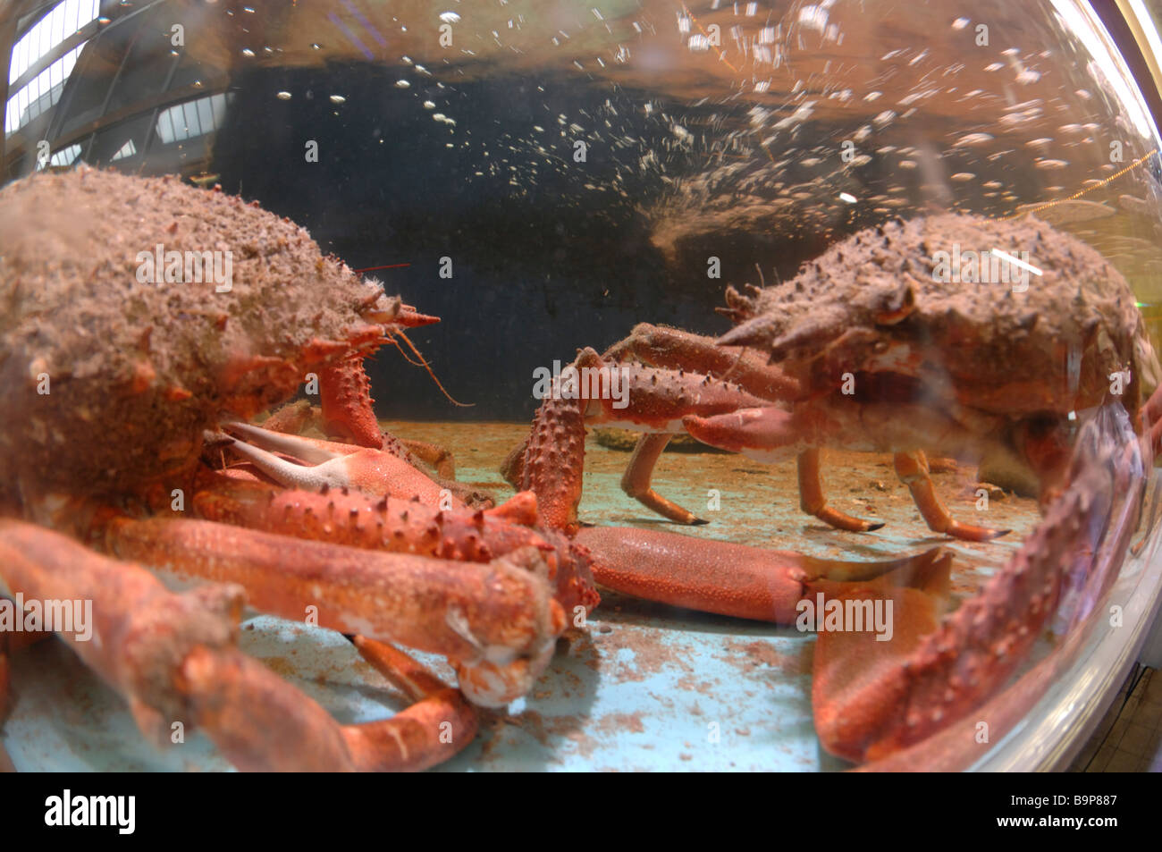 Fresh spider crabs hi-res stock photography and images - Alamy
