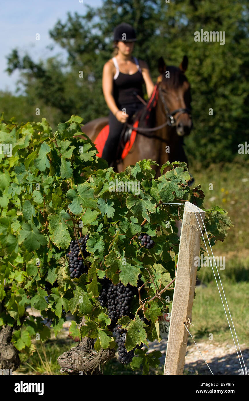 Ambaresien horse club hi-res stock photography and images - Alamy