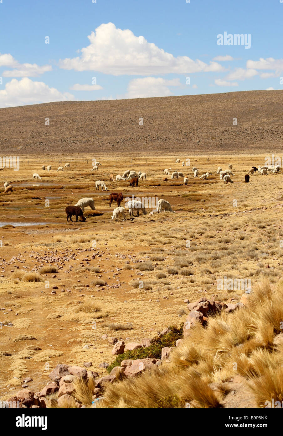 Bolivia desert landscape hi-res stock photography and images - Alamy