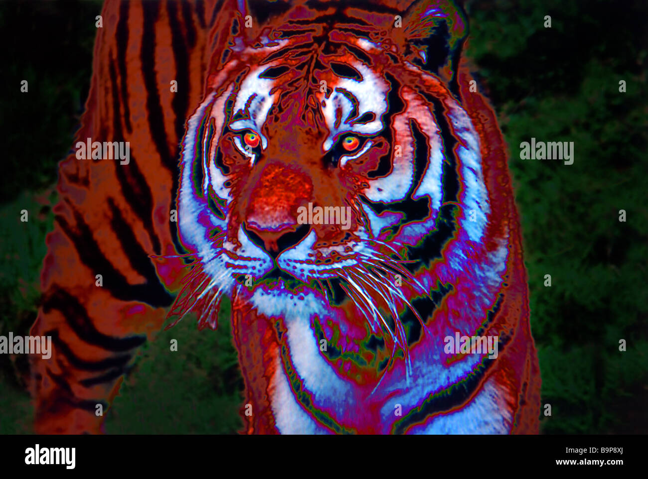 Tiger prowling jungle hi-res stock photography and images - Alamy