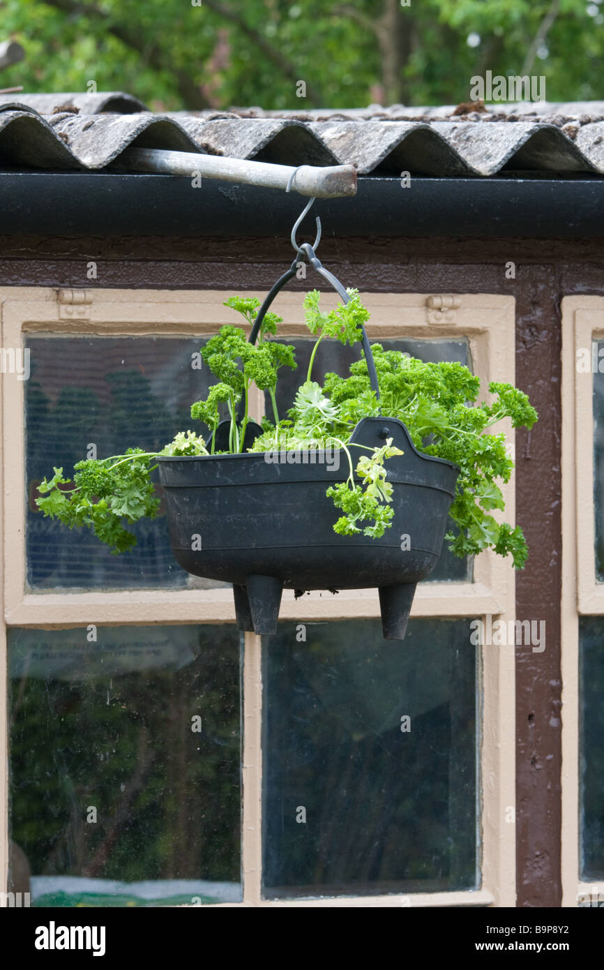 A container growing parsley hangs in front of a gardeners shed Stock ...
