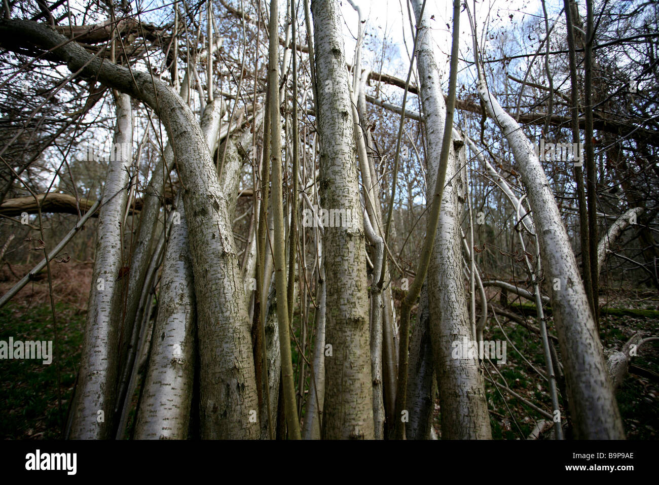 Clustered tree trunks Stock Photo - Alamy