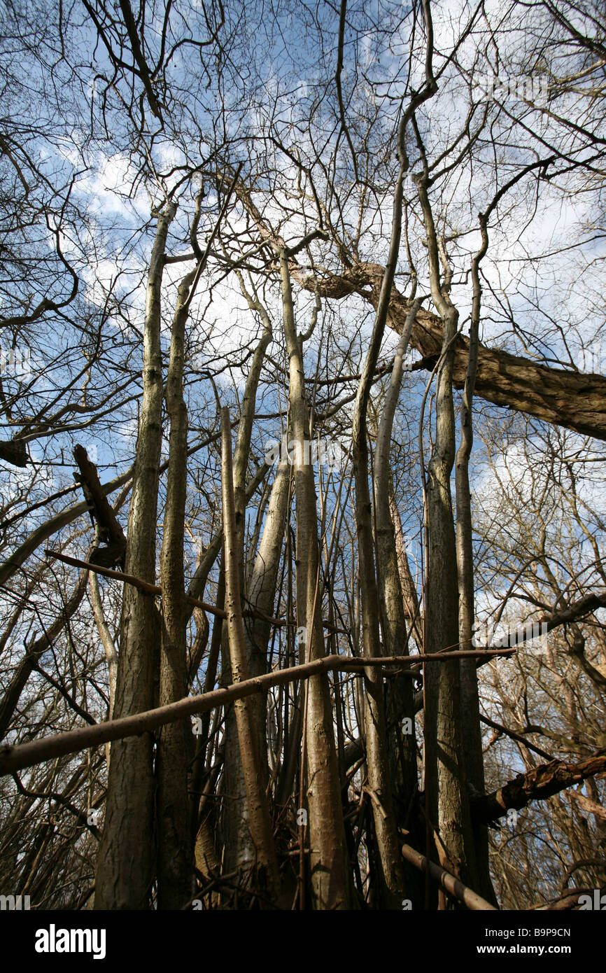 Hazel Trees High Resolution Stock Photography and Images - Alamy