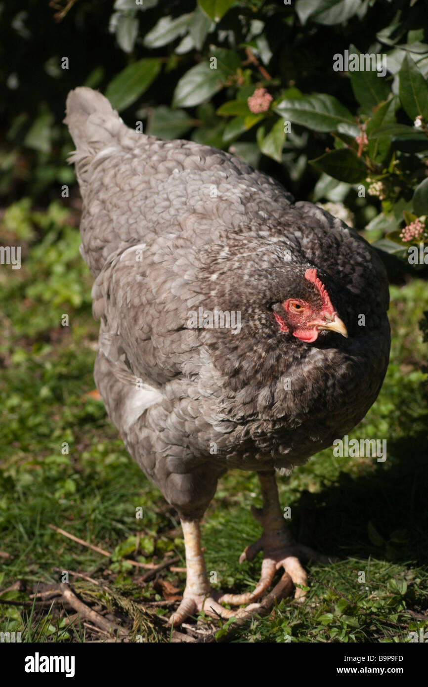 Old Scots Grey hen slightly lame after surviving two fox attacks and ...